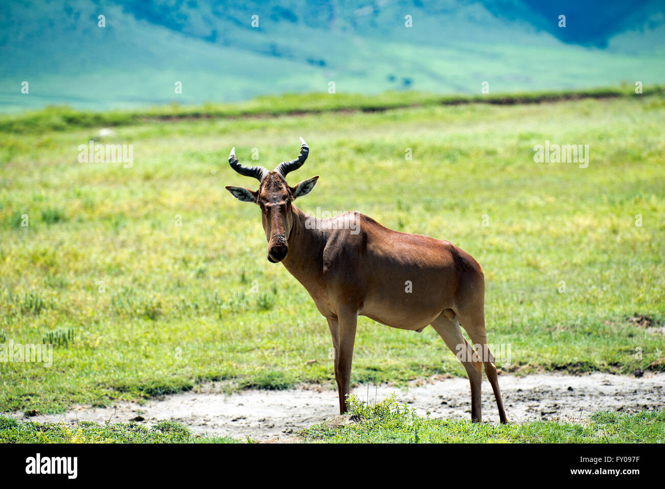 A hartebeest antelope in Ngorongoro crater conservation ara in Tanzania ...