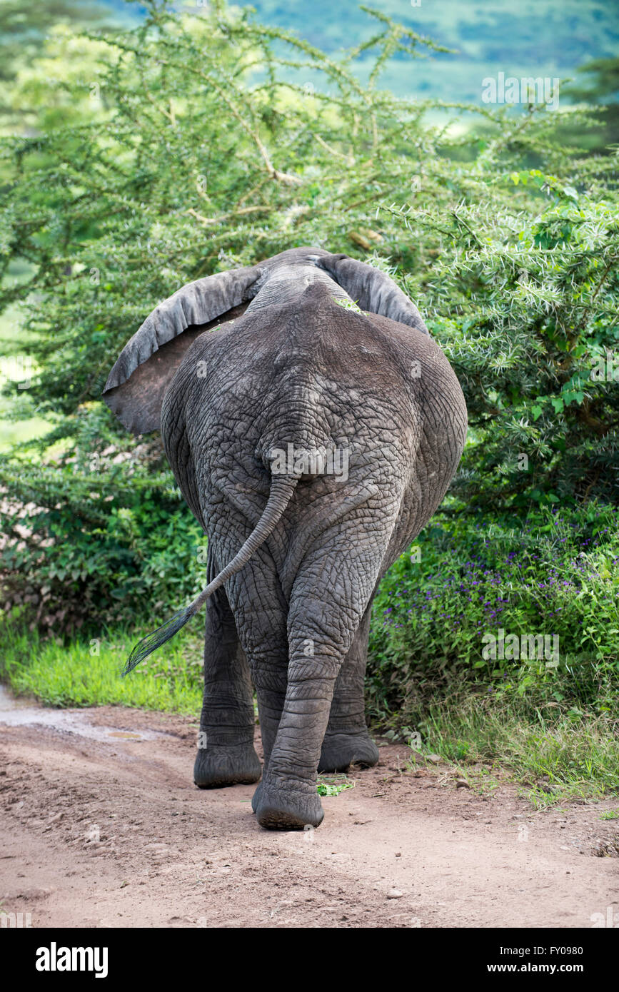 Elephant bum hi-res stock photography and images - Alamy