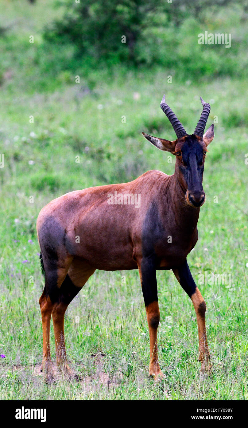 A beautiful Topi antelope in Ngorongoro crater reserve in Tanzania ...