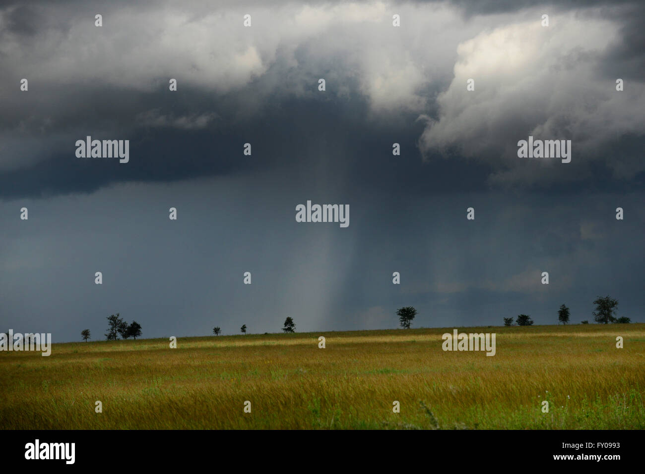 A storm brewing over the savanna in Serengeti national park Stock Photo ...