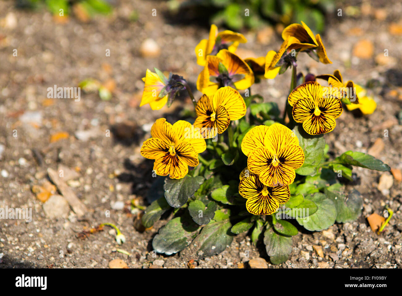 Pansy flowers hi-res stock photography and images - Alamy