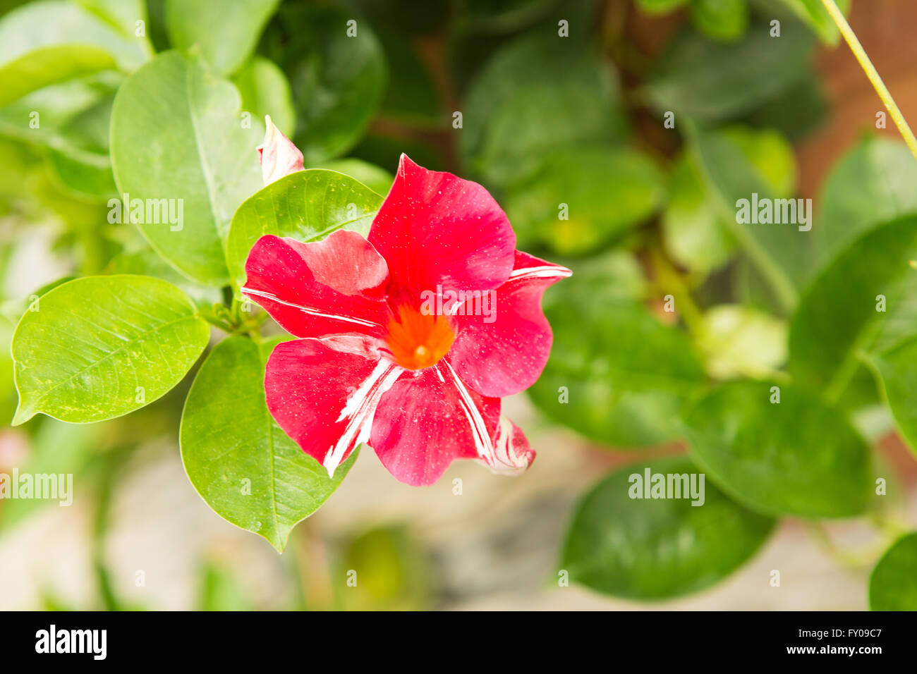 Allamanda flower hi-res stock photography and images - Alamy