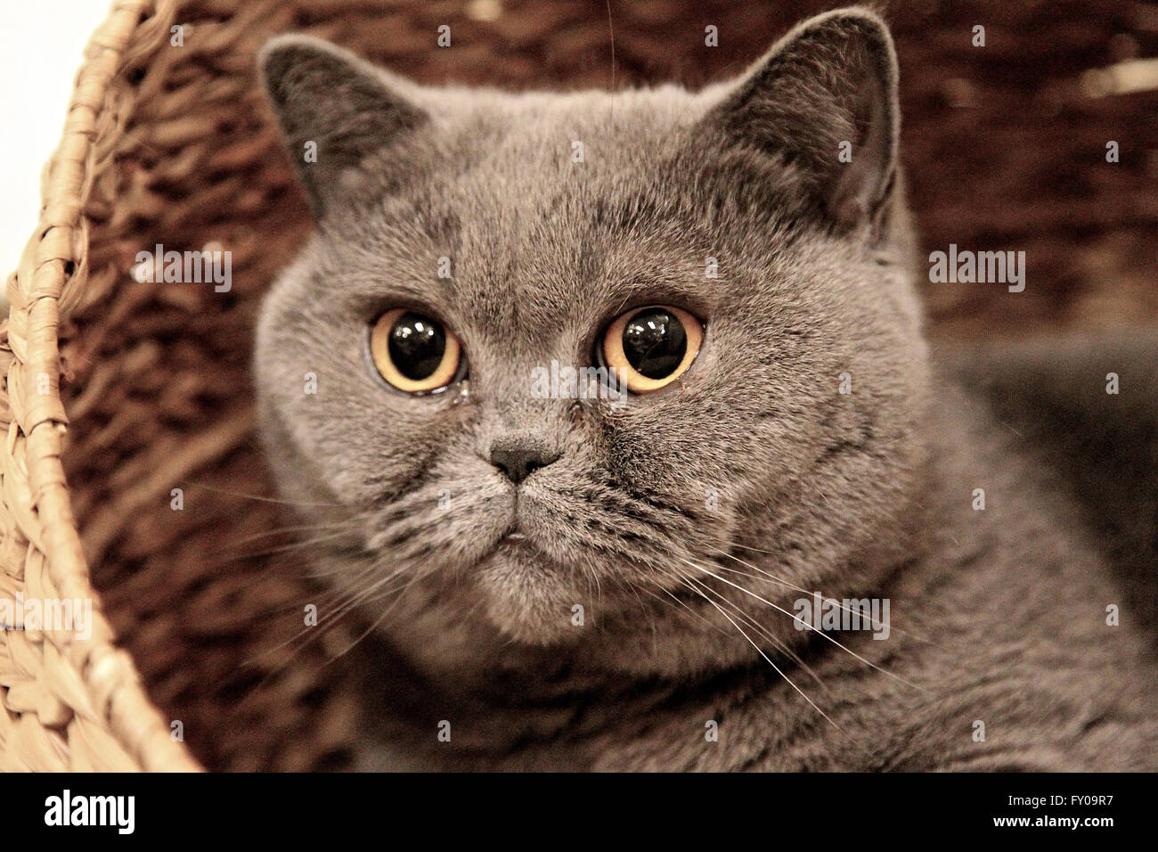 Cat breeds British Shorthair blue color Stock Photo - Alamy