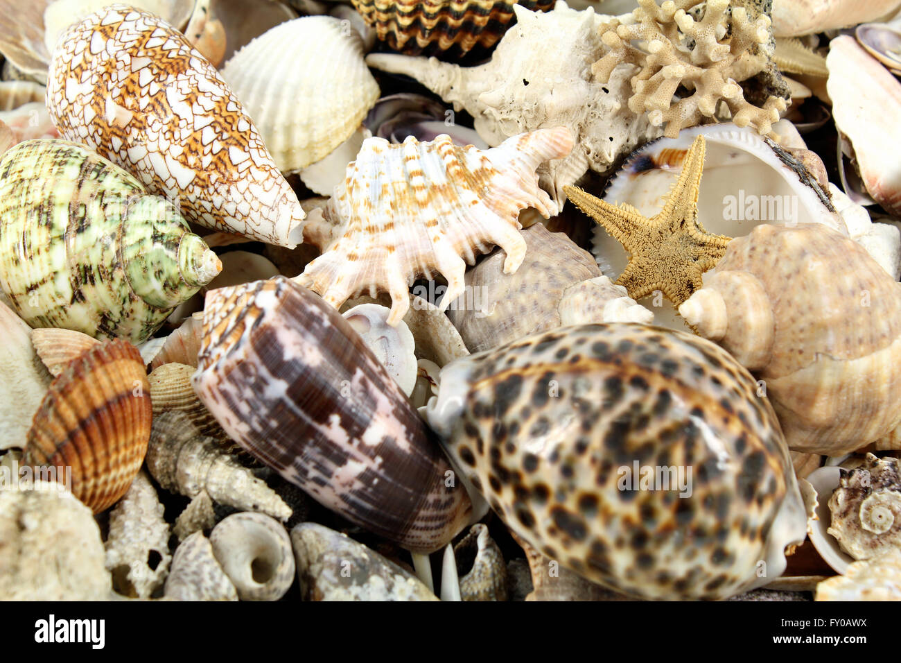 Shell of animal hi-res stock photography and images - Alamy