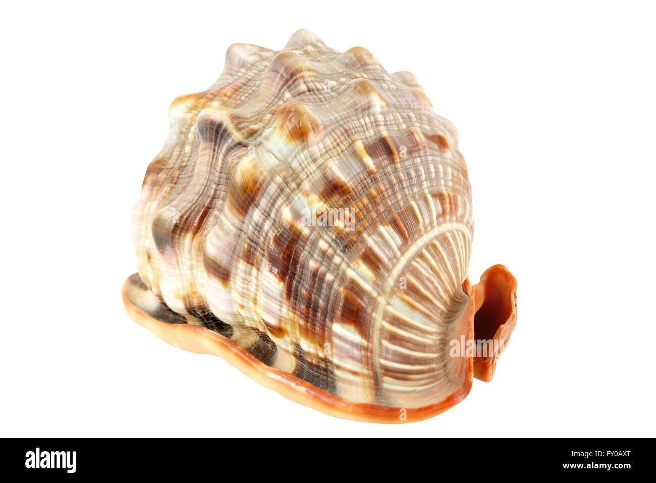 shell isolated on white Stock Photo - Alamy