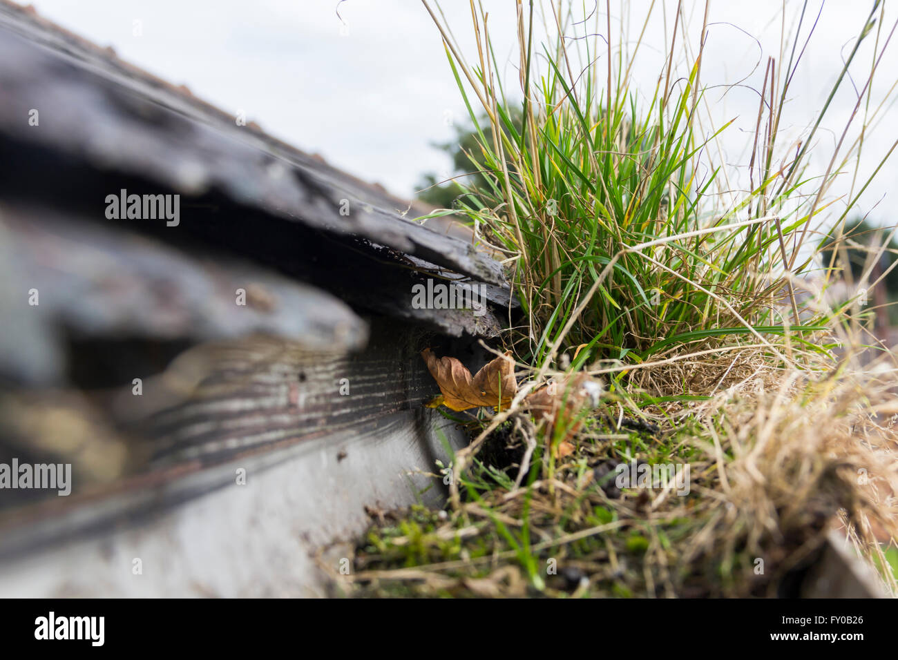 Large clump of grass growth in the rainwater gutter of a house in the ...