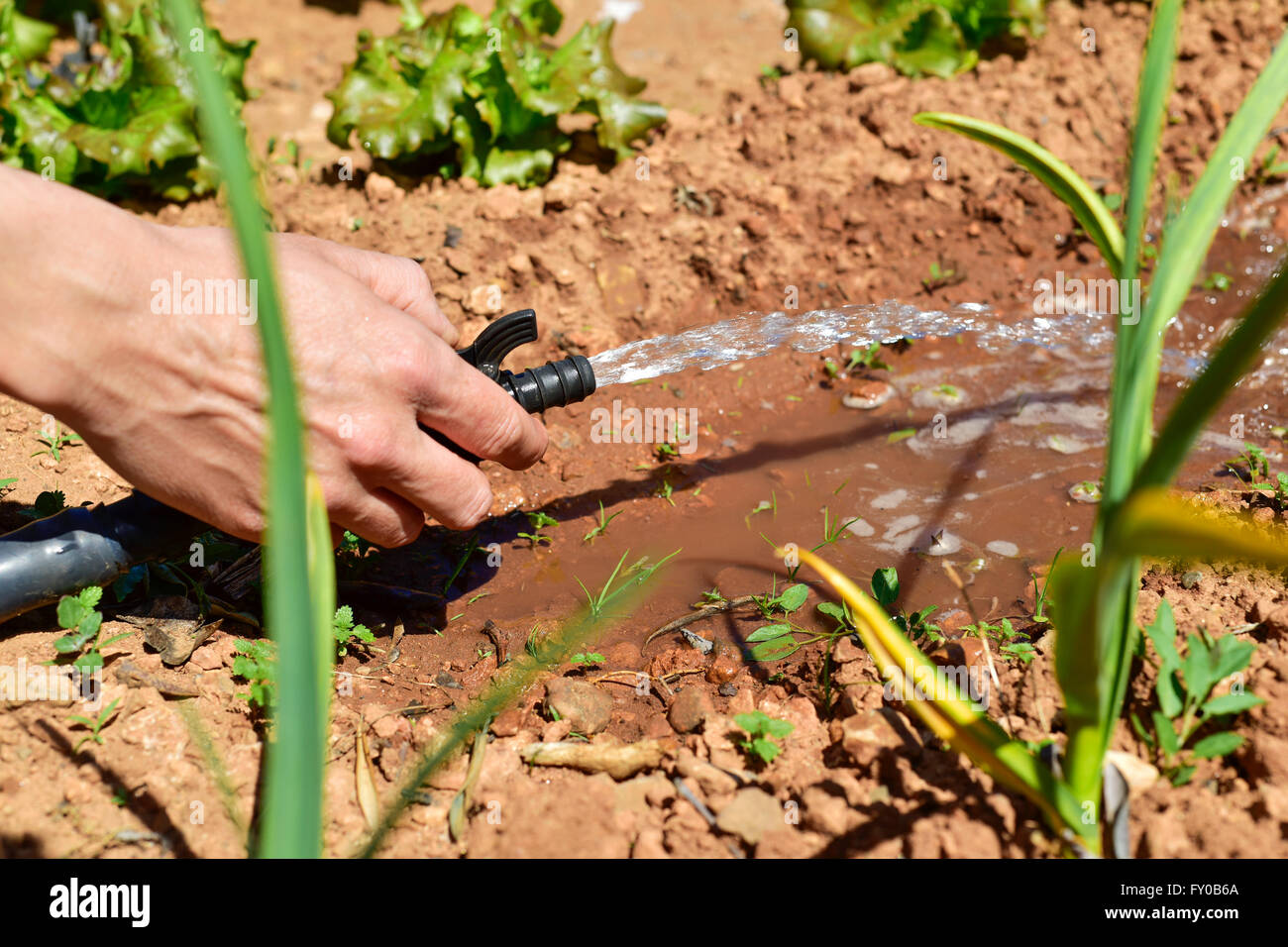 closeup of the hand of a young man irrigating an organic orchard with a ...