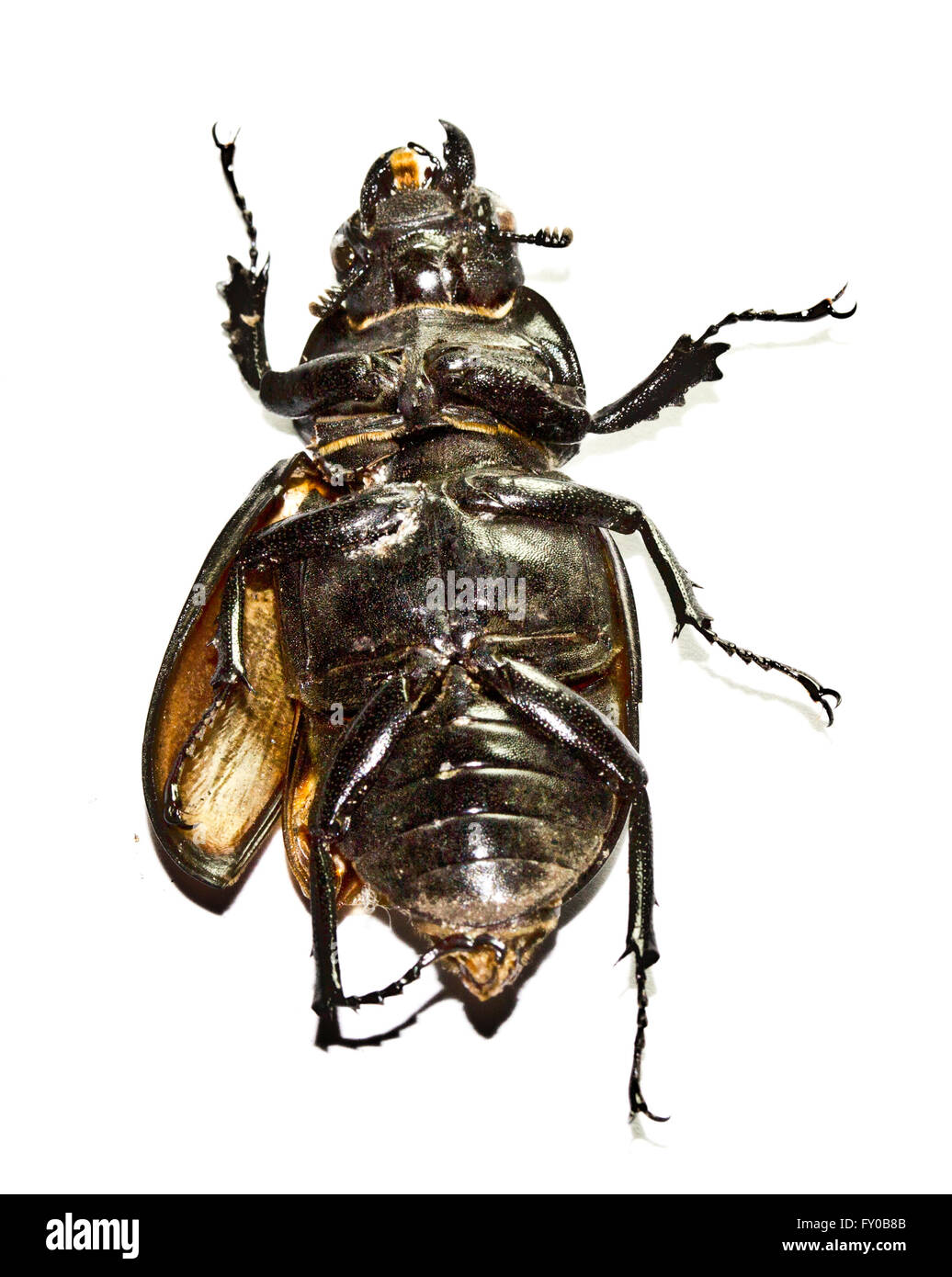Dead beetle Cut Out Stock Images & Pictures - Alamy