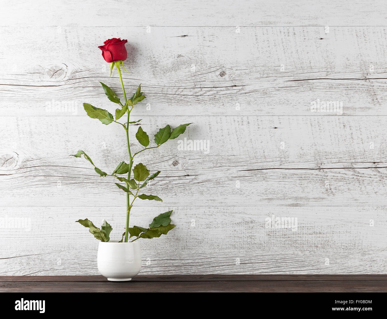 One red rose placed in a small white ceramic vase. Horizontal image ...
