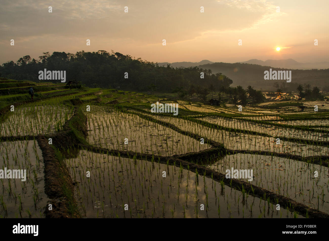 sunset in the rice fields Stock Photo - Alamy