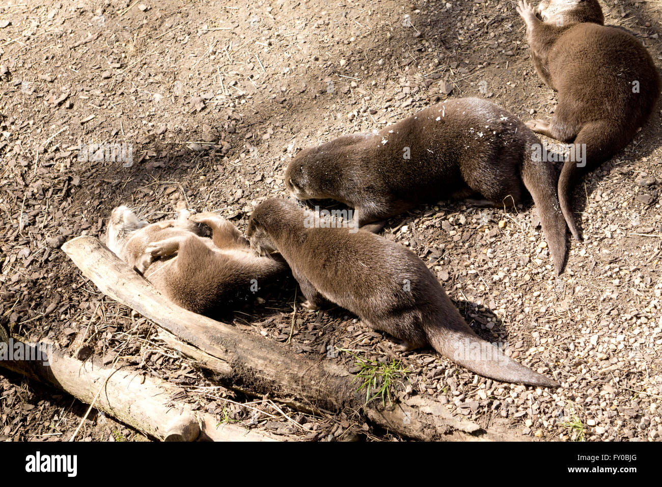 Playing otters hi-res stock photography and images - Alamy