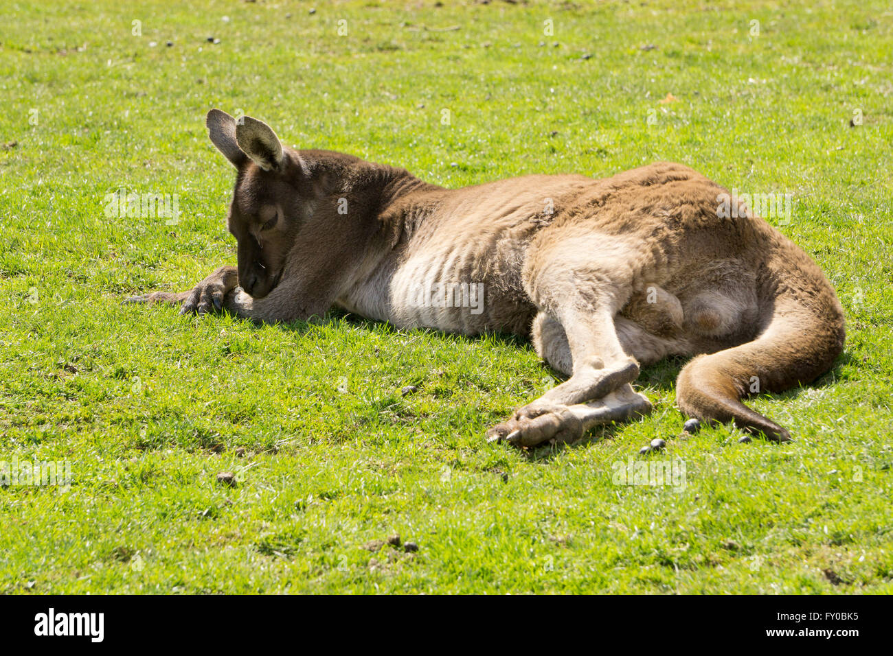 Relaxed Kangaroo High Resolution Stock Photography and Images - Alamy