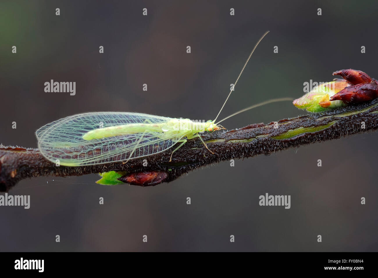 bright, background, white, nature, beautiful, transparent, insect ...