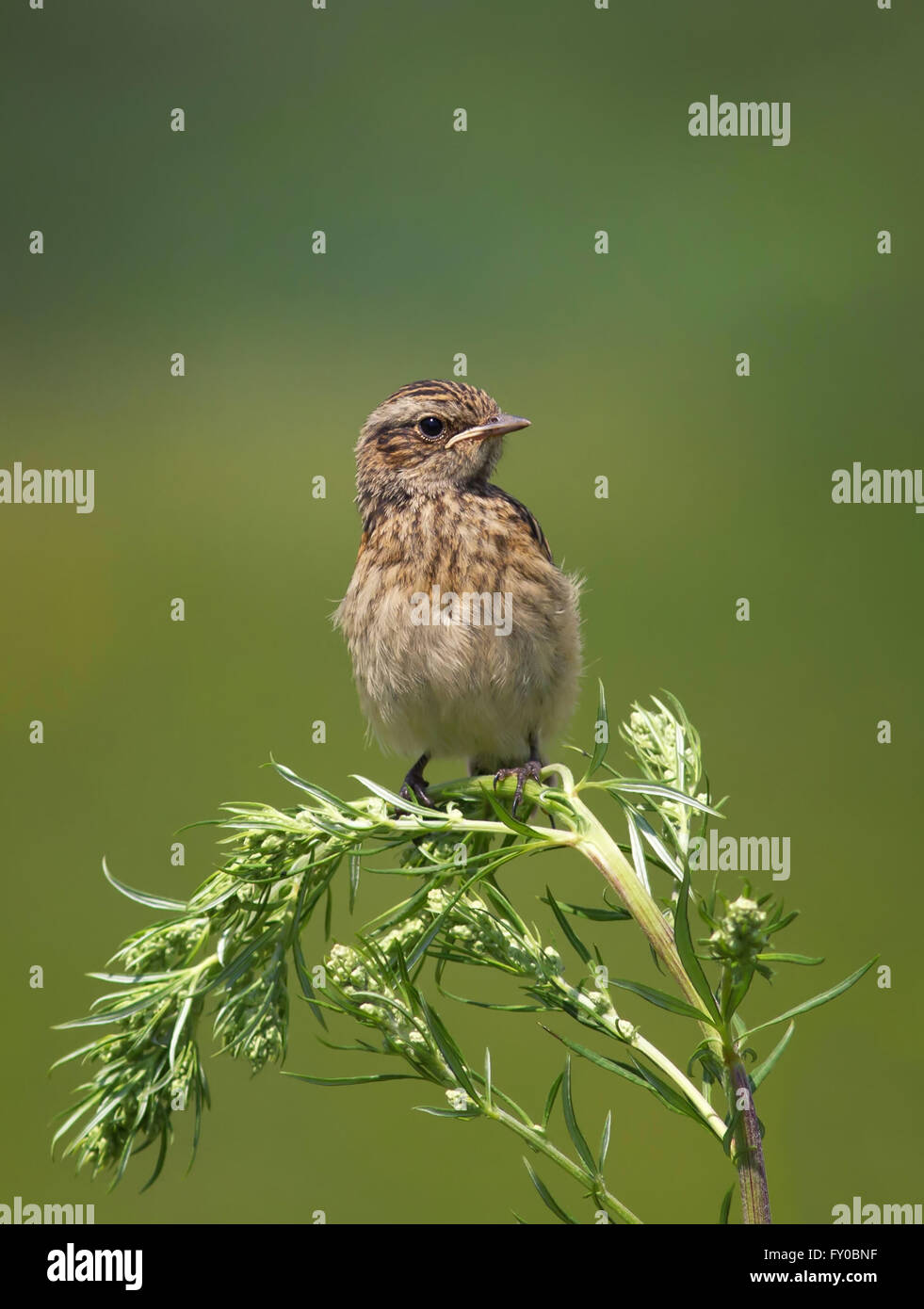 funny bird unhappy little chick sitting grass summer meadow sage mint ...