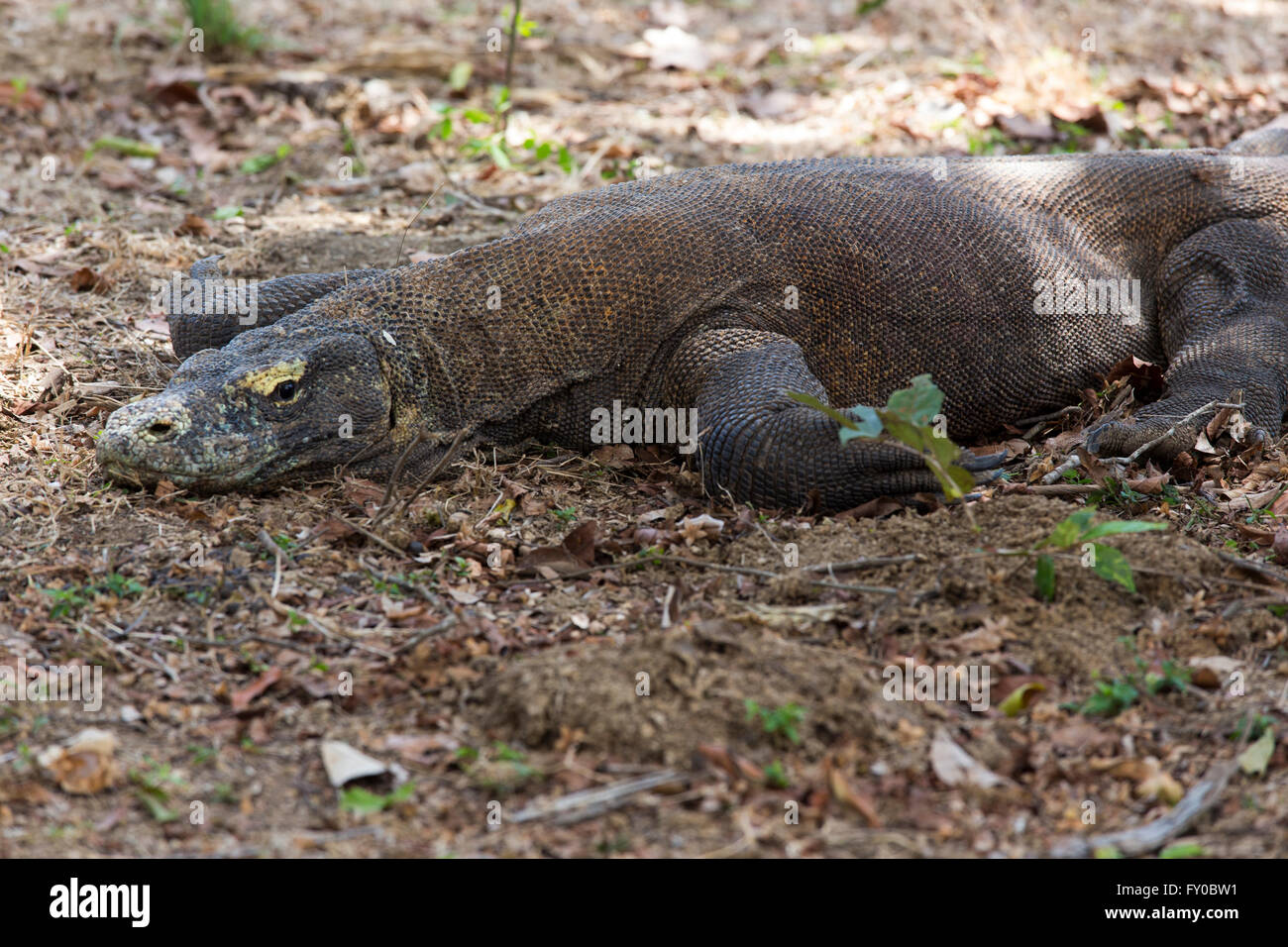 Komodo Dragon, the largest lizard in the world Stock Photo - Alamy