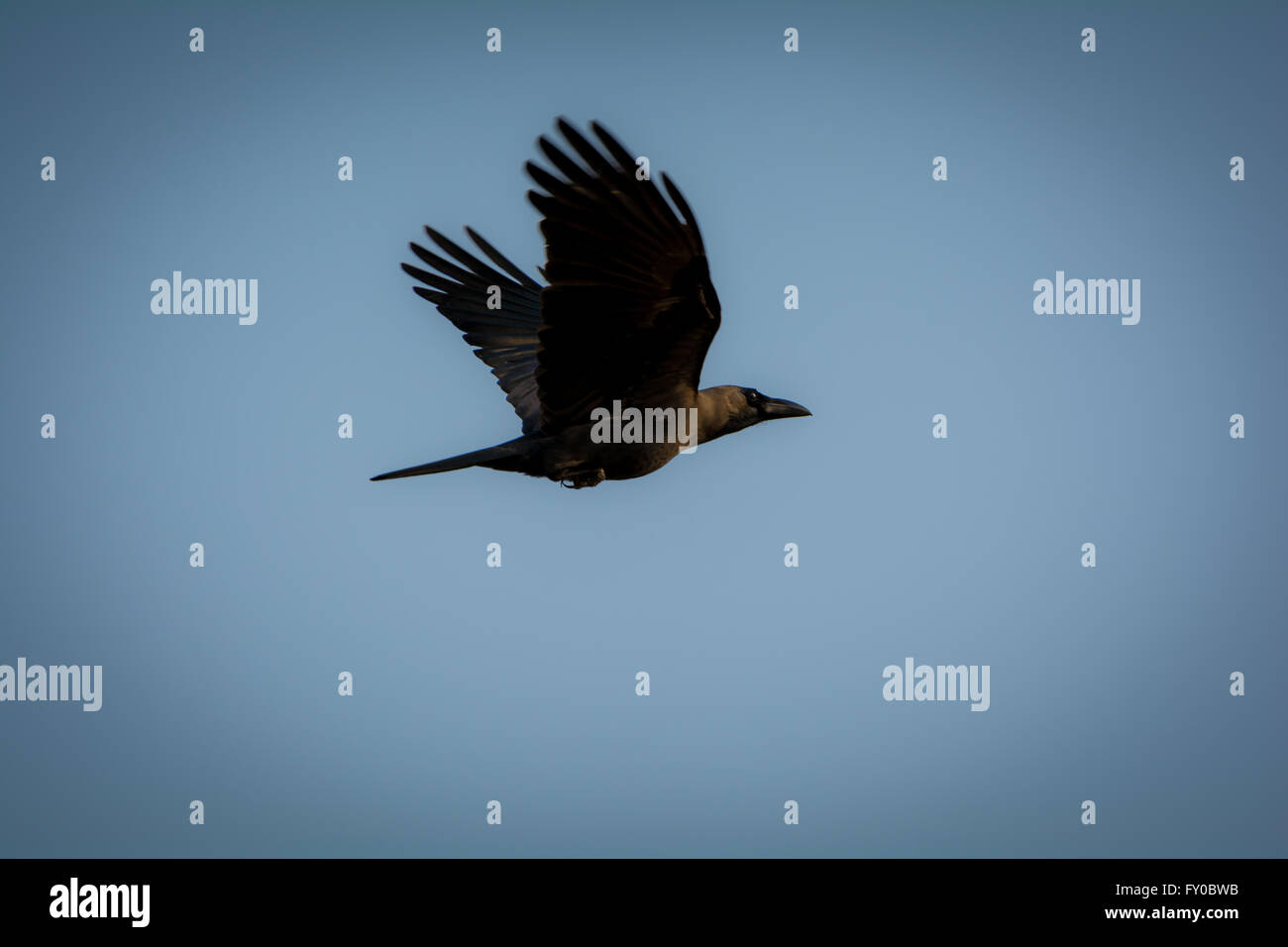 Side view of a crow Stock Photo - Alamy