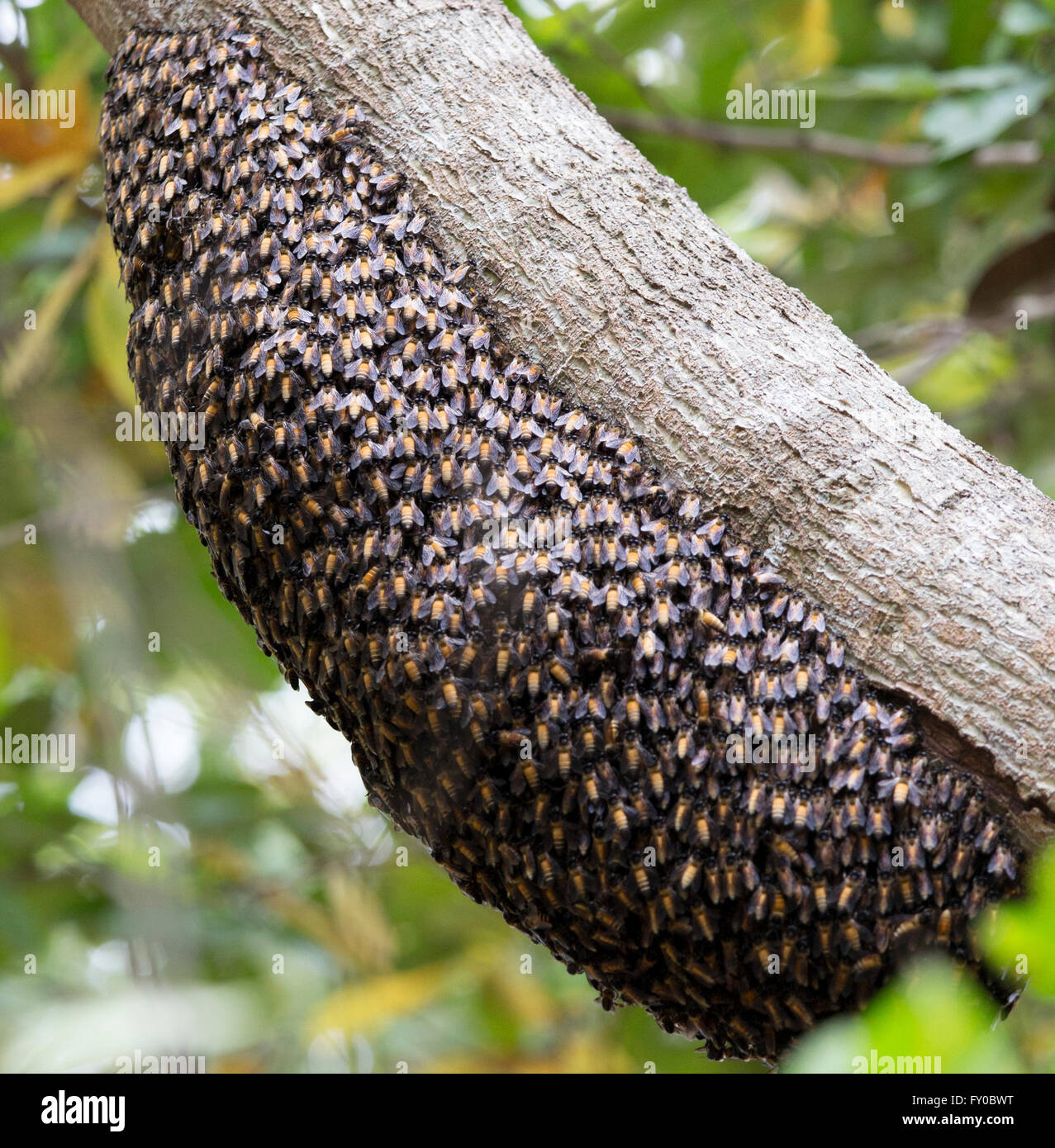 Honey Bee Hive Stock Photo - Alamy