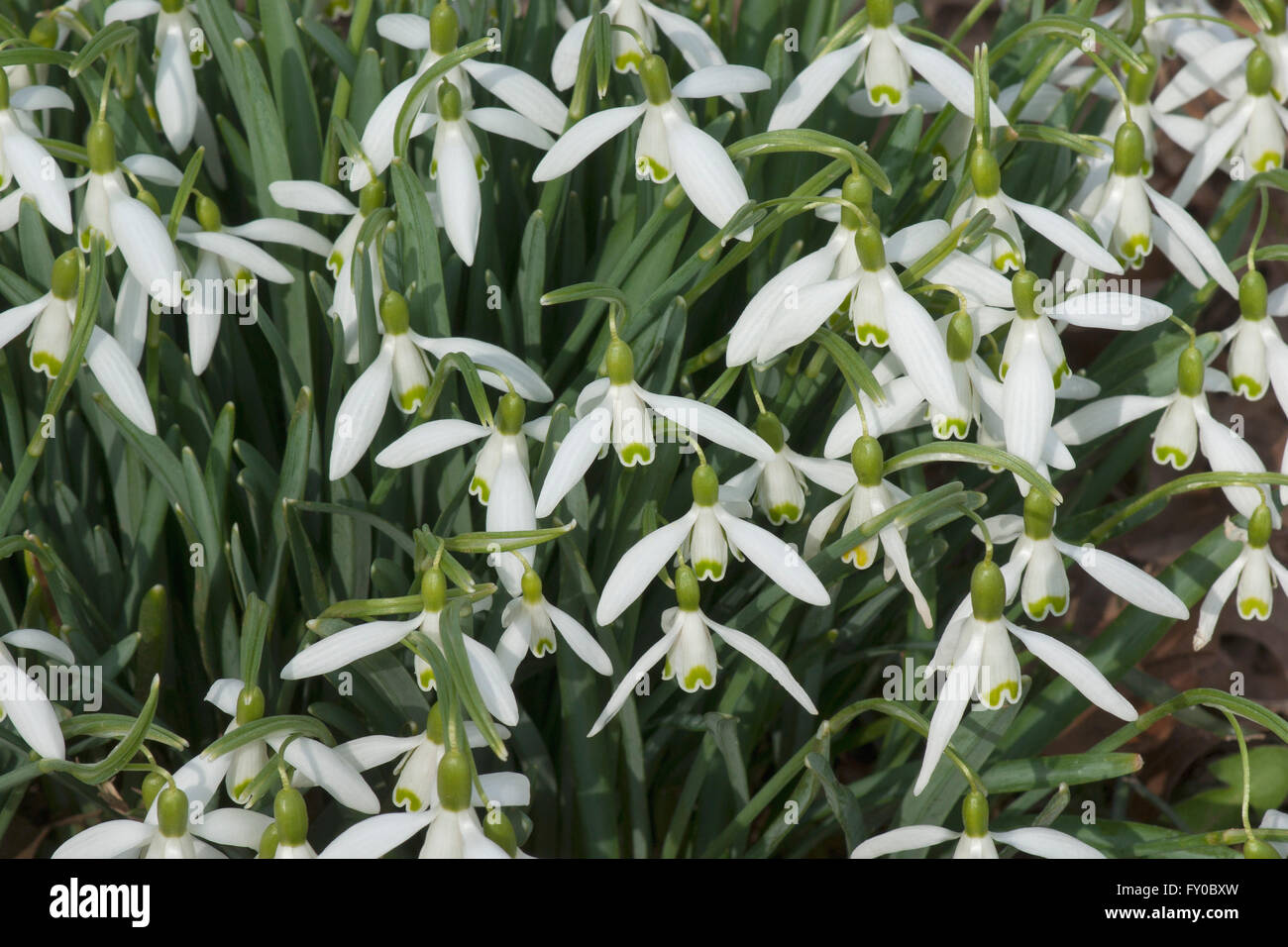 Snowdrop flowers galanthus hi-res stock photography and images - Alamy