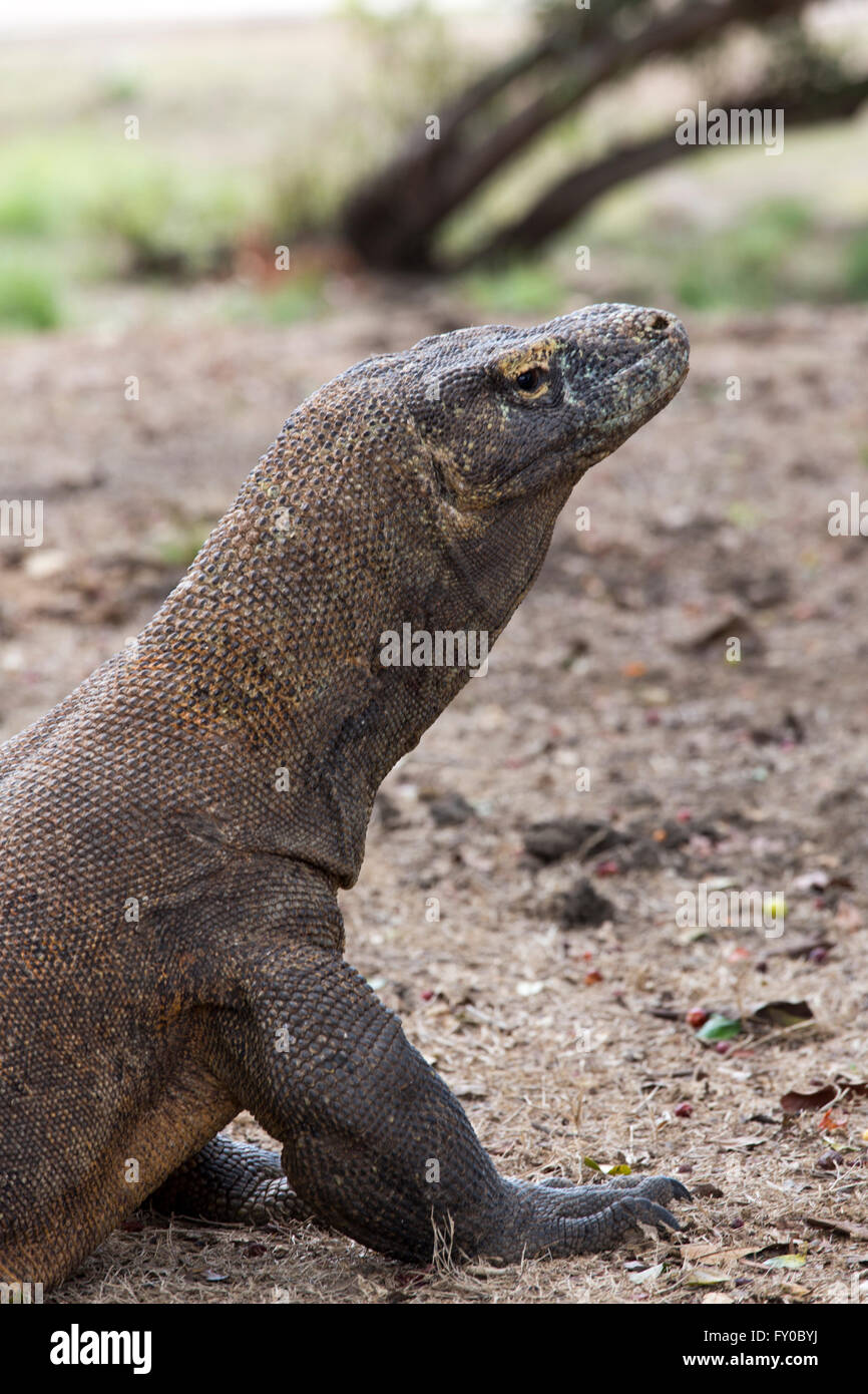 Komodo Dragon, the largest lizard in the world. Indonesia Stock Photo ...