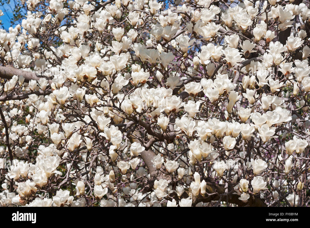 Yulan magnolia flowers Stock Photo - Alamy