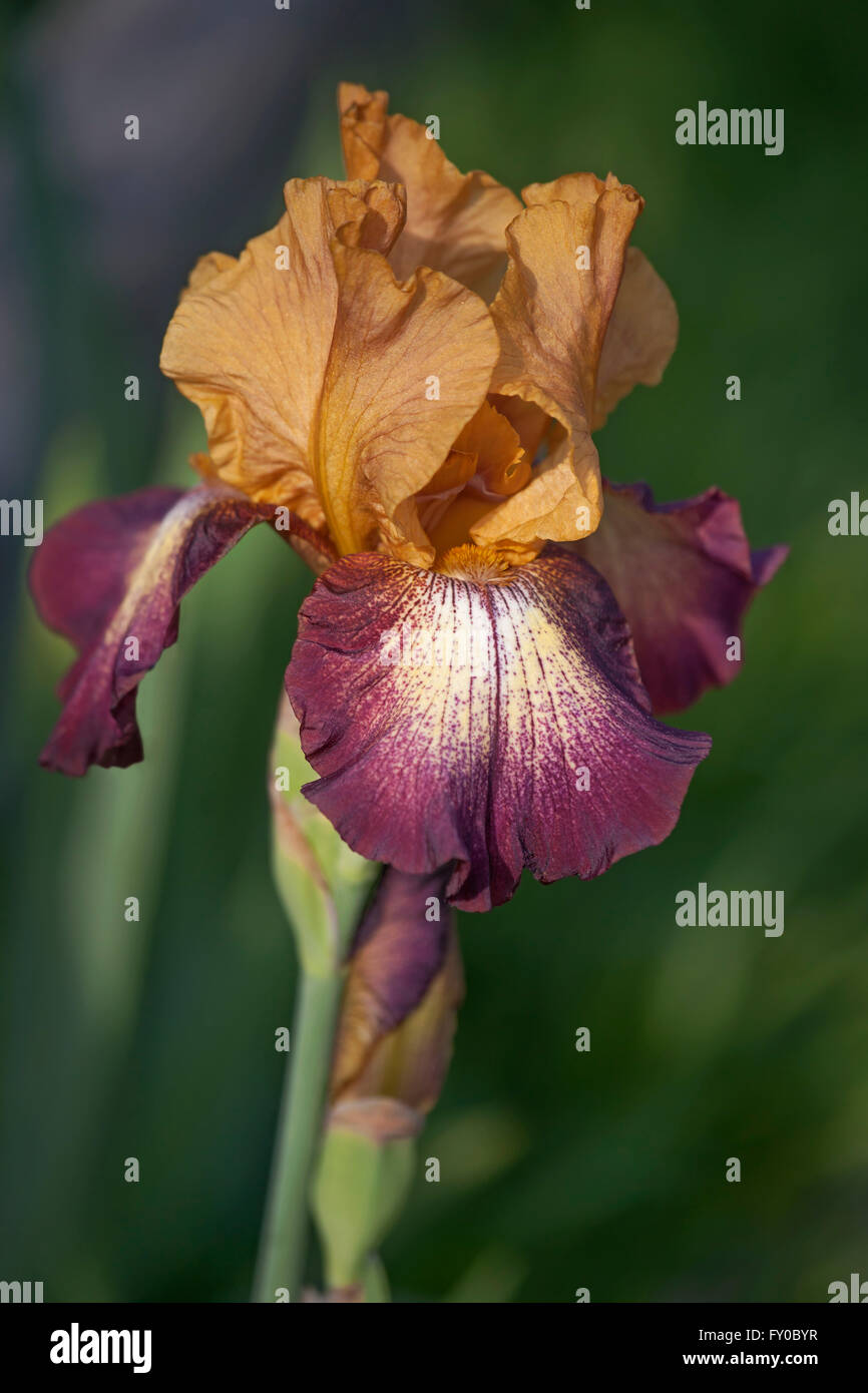 Hybrid German iris flower Stock Photo - Alamy