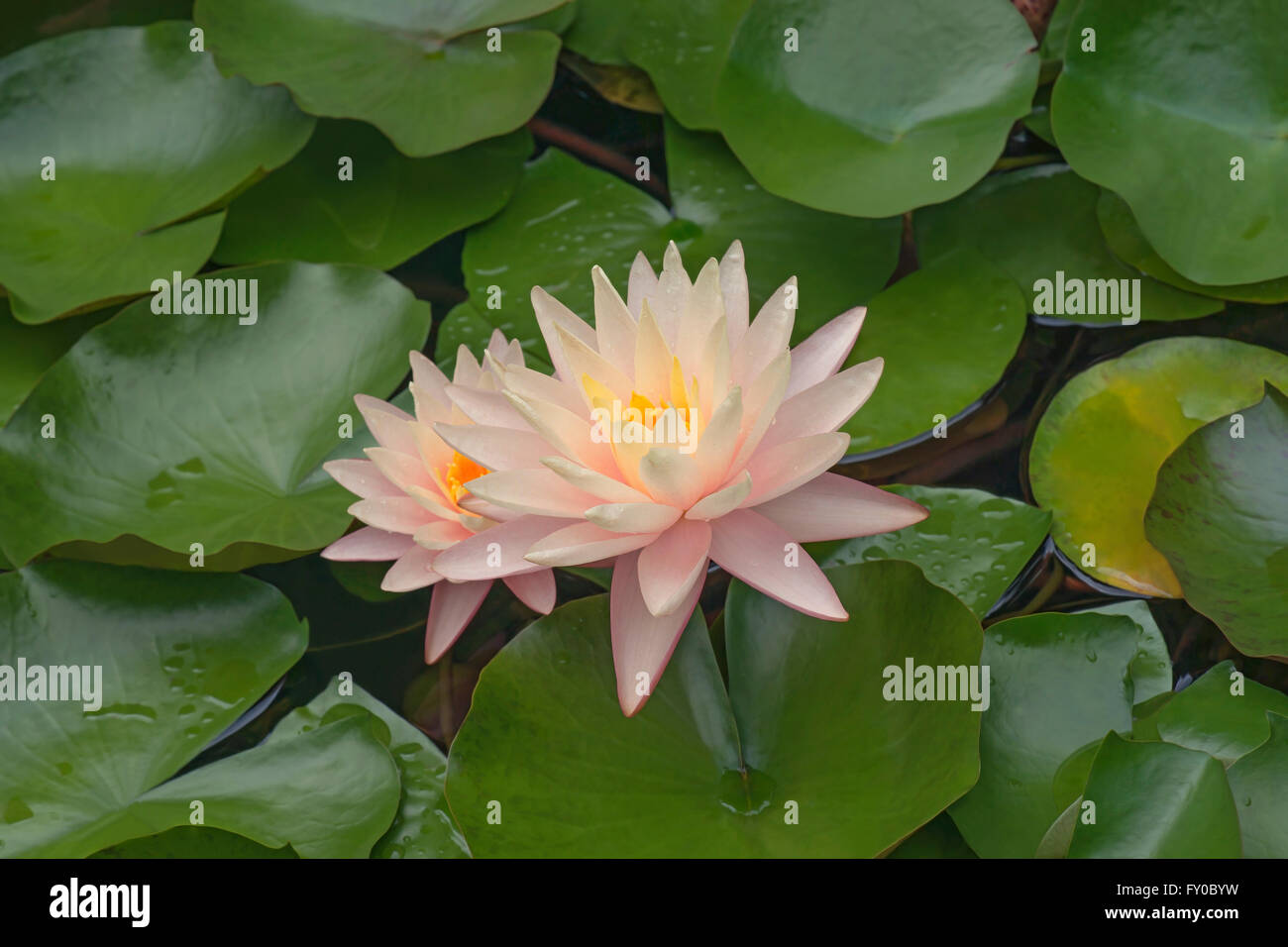 Hybrid water lily hi-res stock photography and images - Alamy