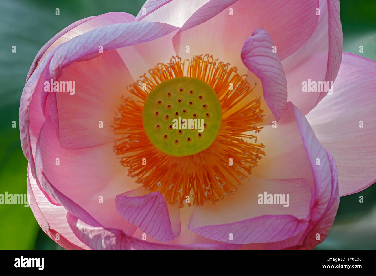 Sacred lotus flower Stock Photo - Alamy