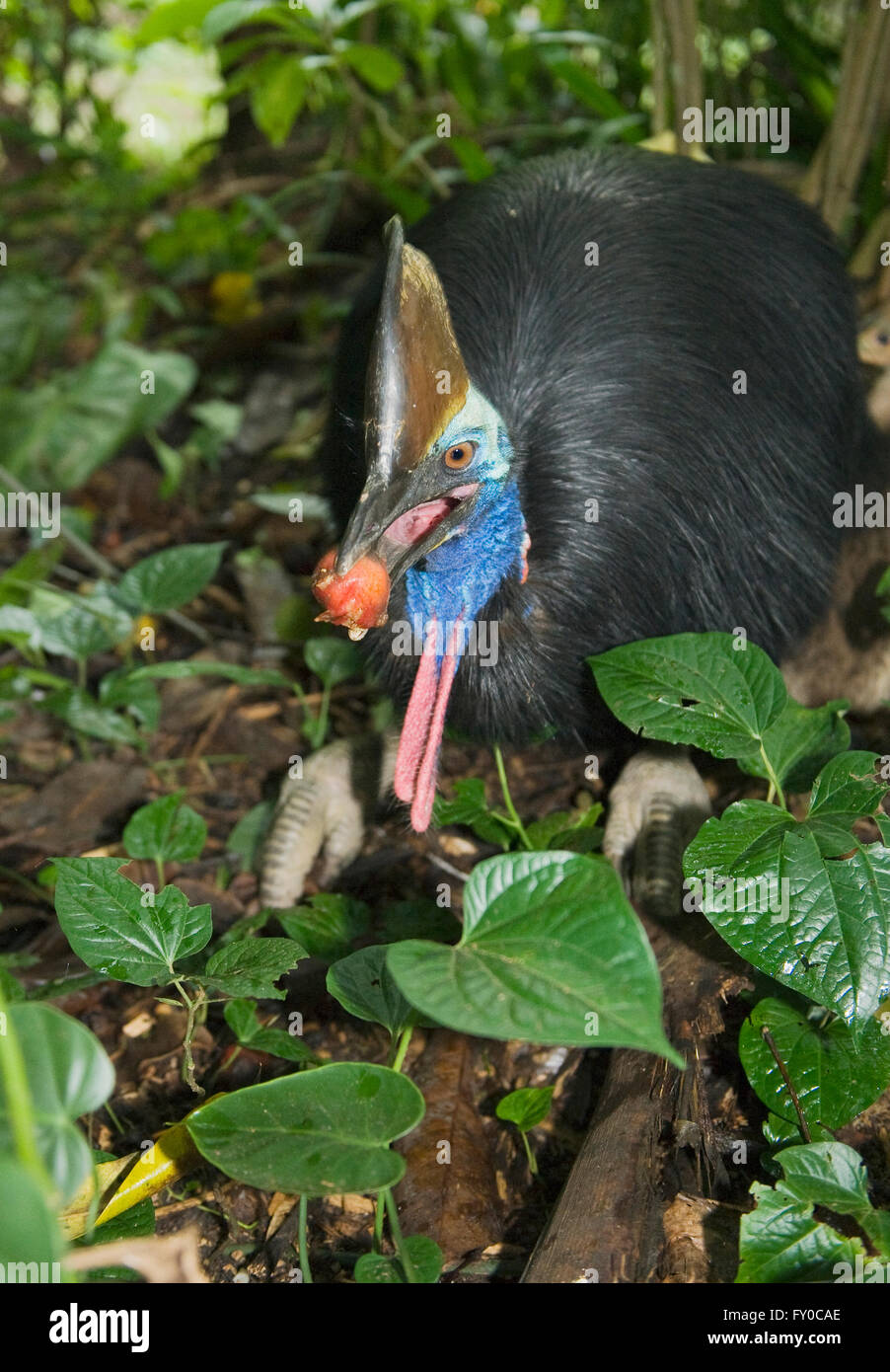 Cassowary Eating