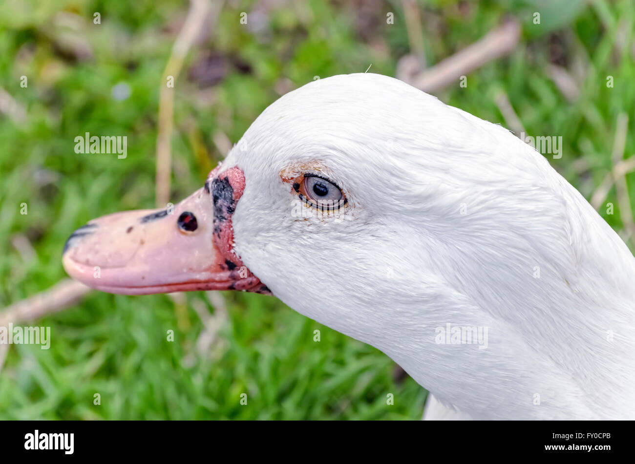 White Duck Profile High Resolution Stock Photography and Images - Alamy