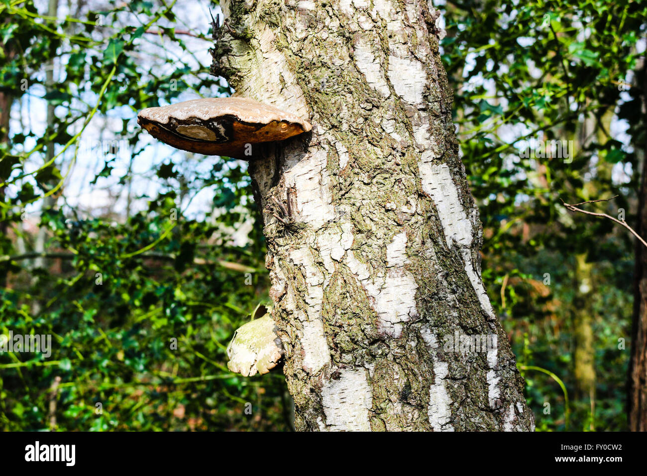 hub on the tree Stock Photo - Alamy