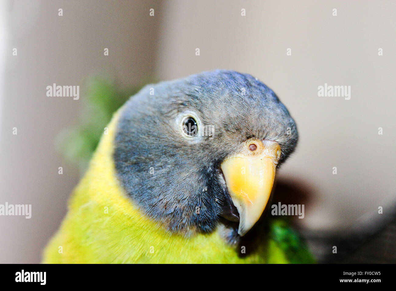 parrot profile plum-headed Stock Photo - Alamy