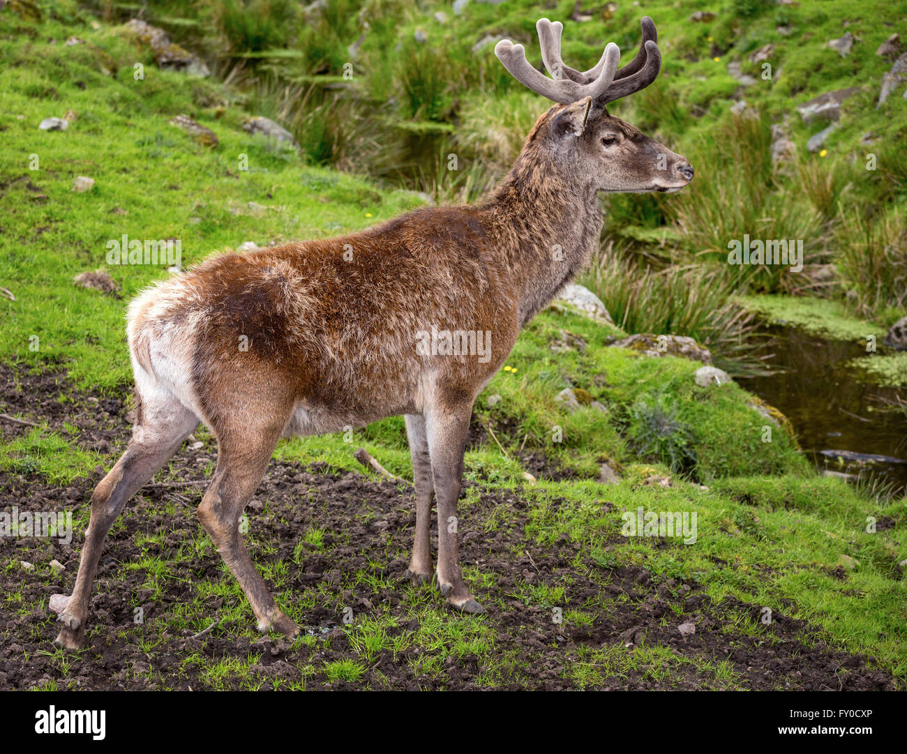 Skane countryside sweden hi-res stock photography and images - Alamy