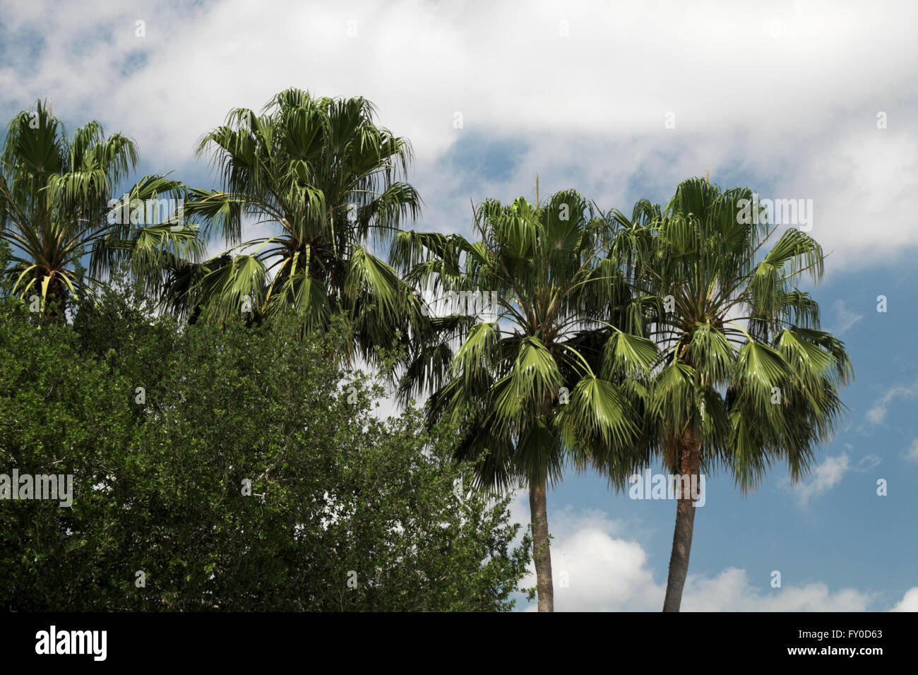 Washingtonia robusta palm trees hi-res stock photography and images - Alamy