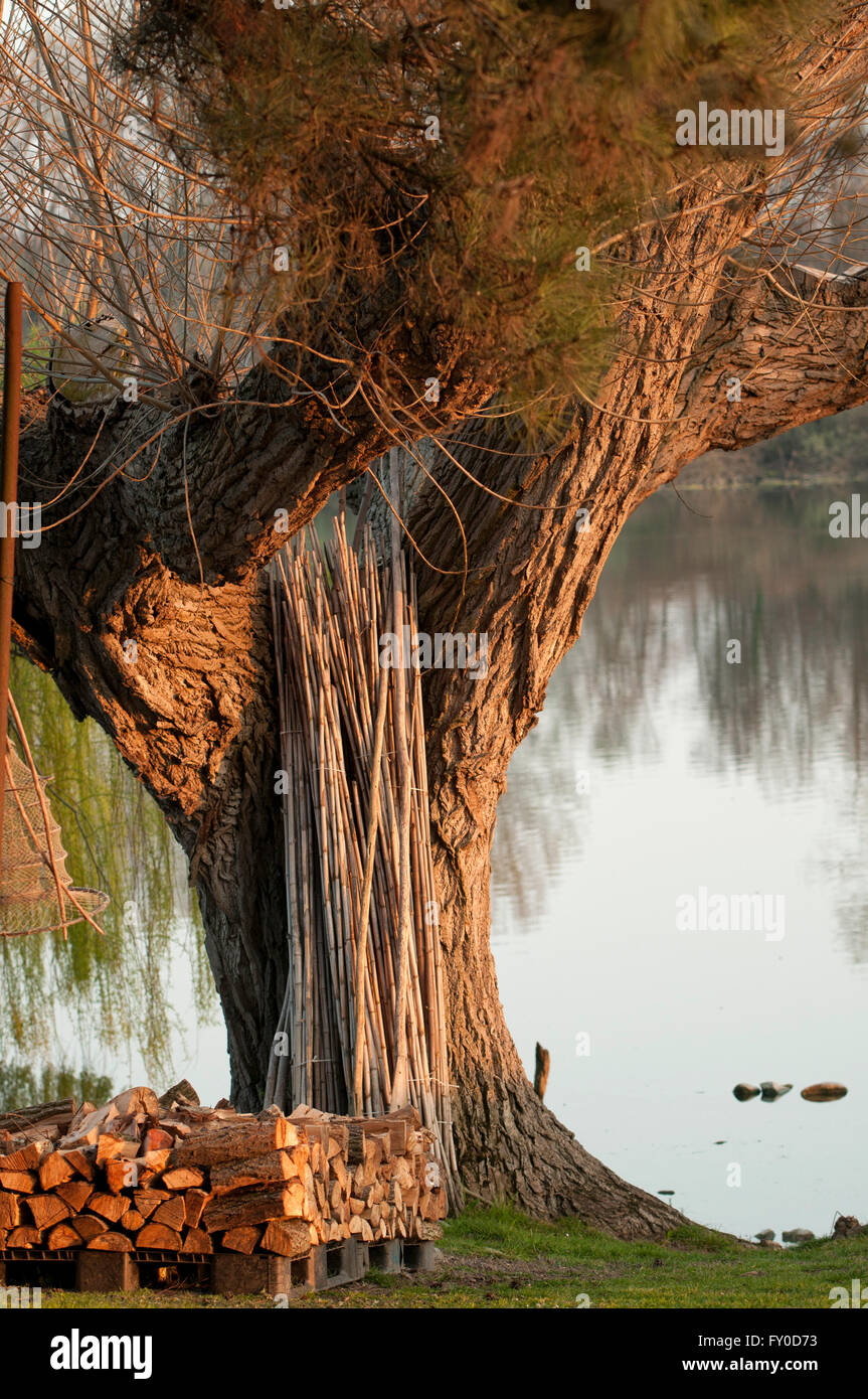 An old willow tree on a lake Stock Photo - Alamy