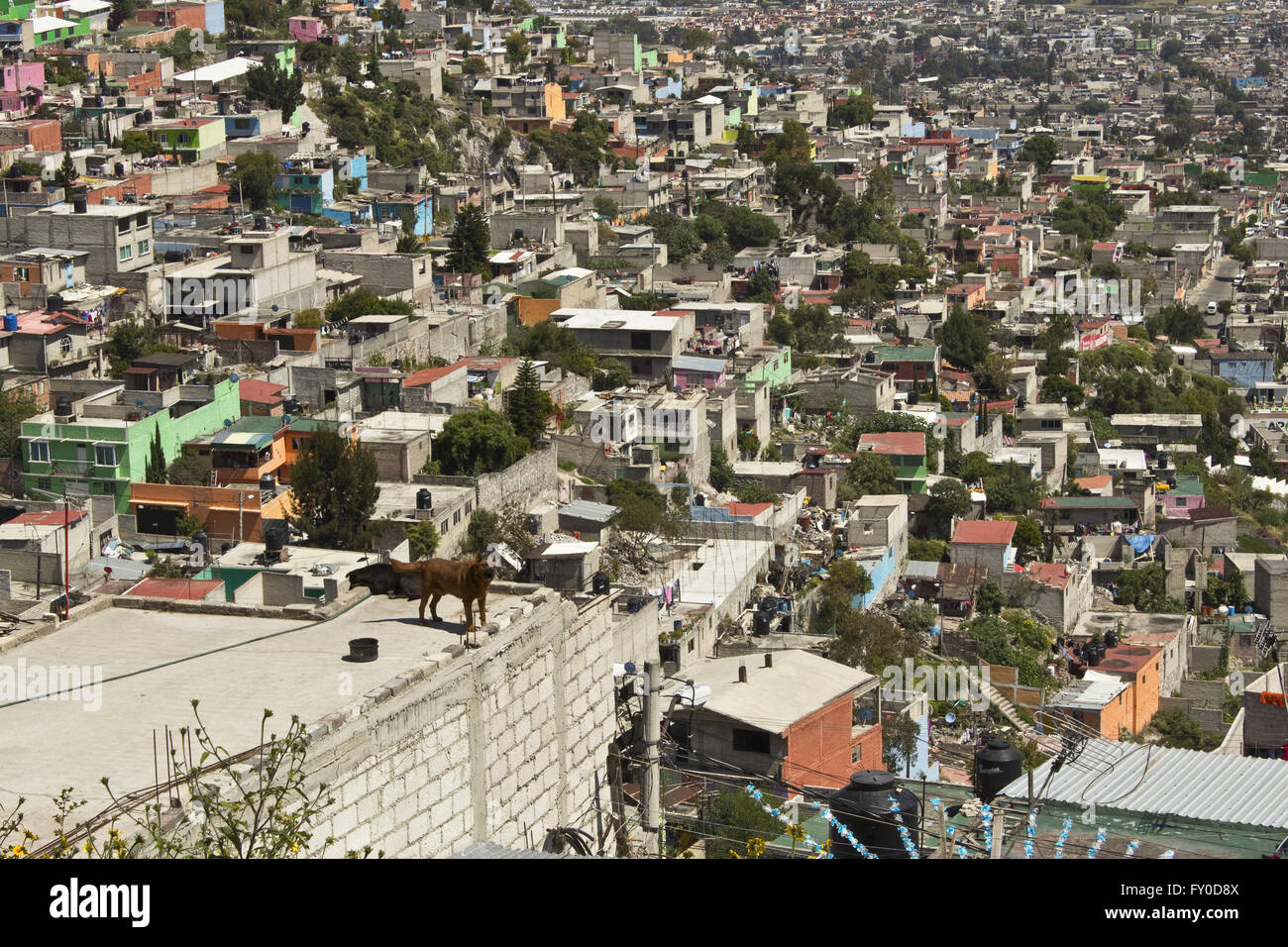 Shanty Town Favela near Mexico City at Ecatapec with guard dogs on roof ...
