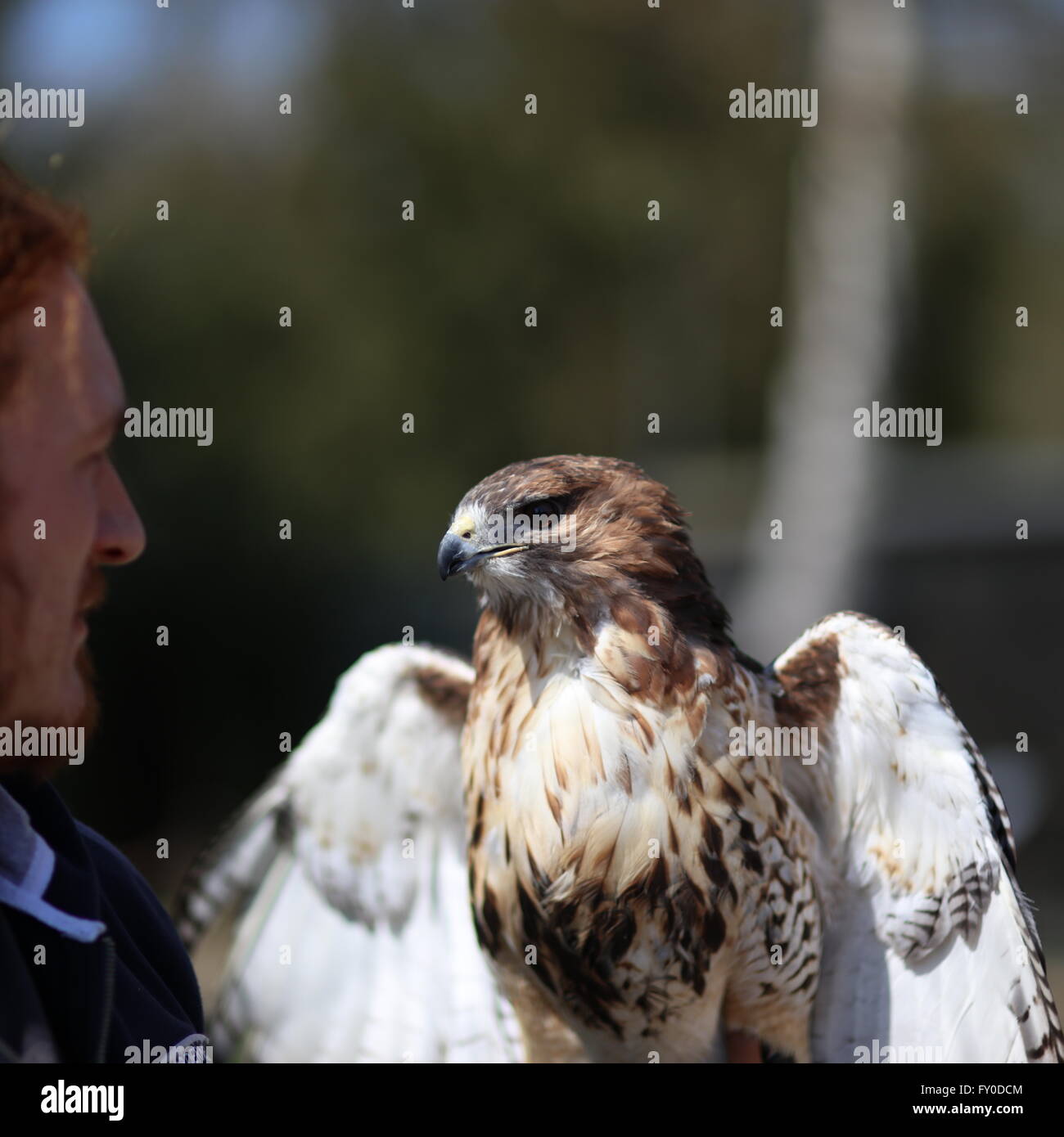 Red-tailed hawk (Buteo jamaicensis) Greifvogelstation Gut Leidenhausen ...