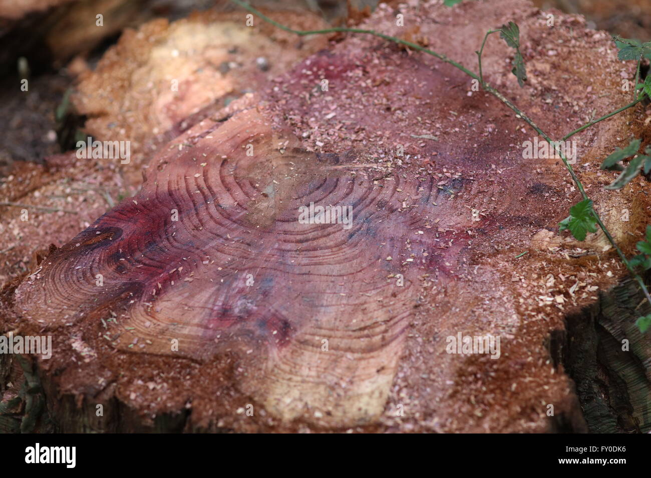 Redwood, Sequoioideae, tree stump, Cologne, Forstbotanischer Garten ... Redwood, Sequoioideae, tree stump, Cologne, Forstbotanischer Garten ...