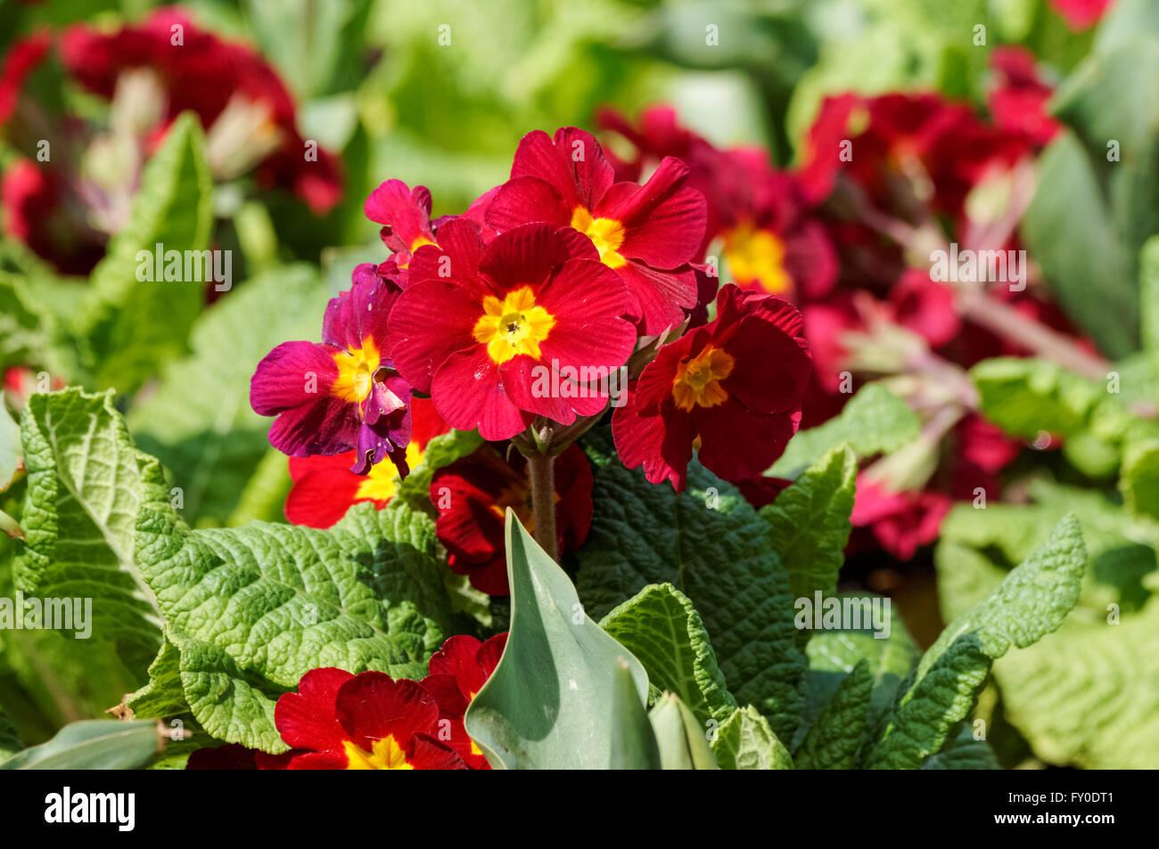 Primroses the garden flower hi-res stock photography and images - Alamy