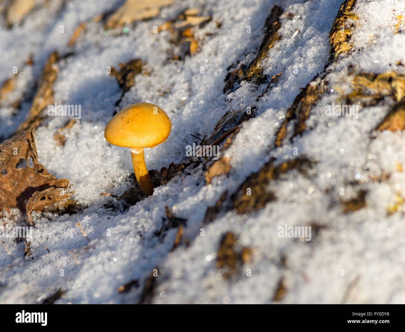 Mushroom with snow Stock Photo - Alamy