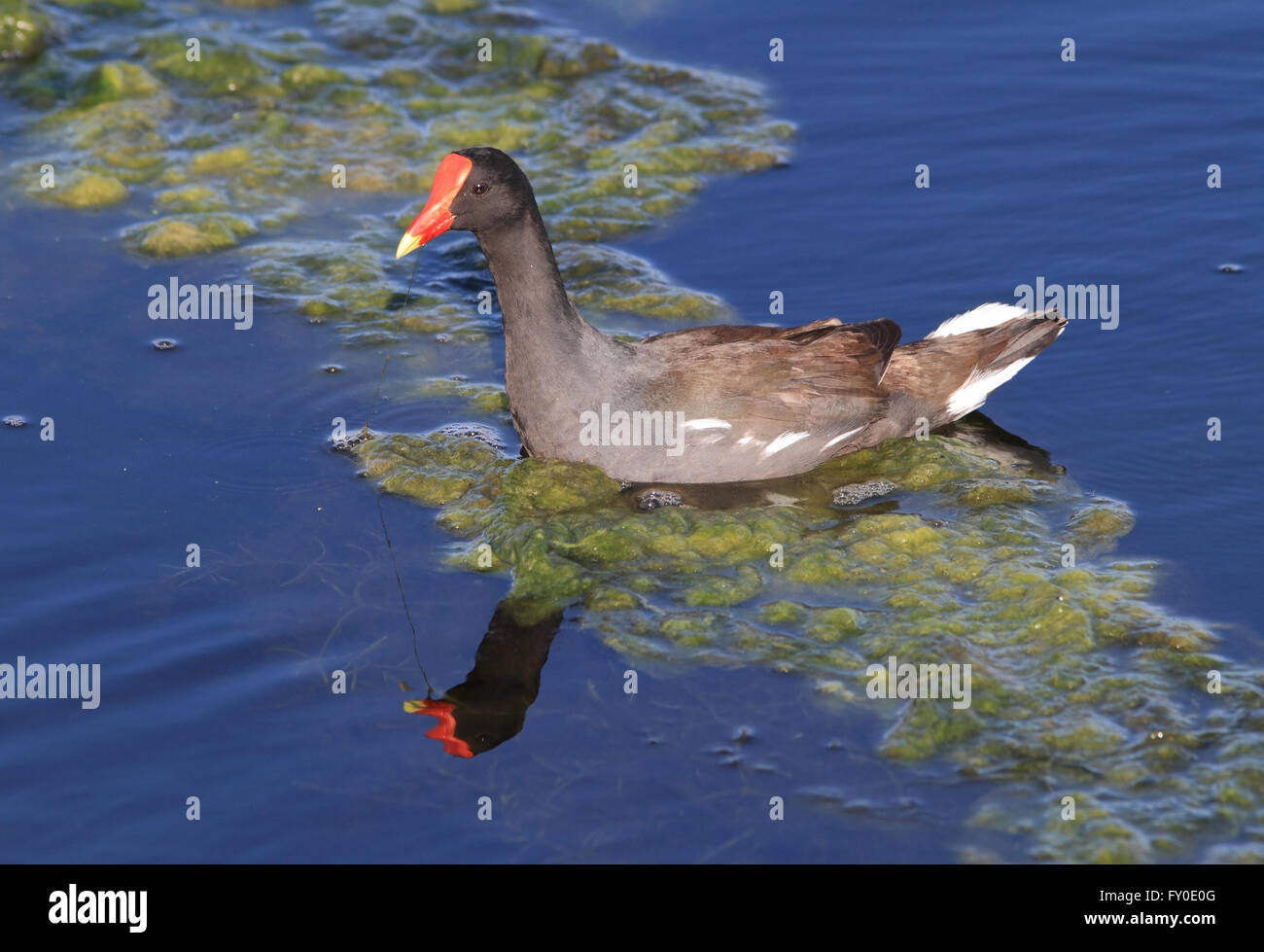 A Telephoto shot of a Common Moorhen peacefully floating n the blue ...
