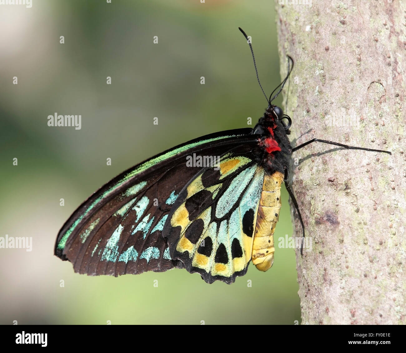 Troides helena hi-res stock photography and images - Alamy