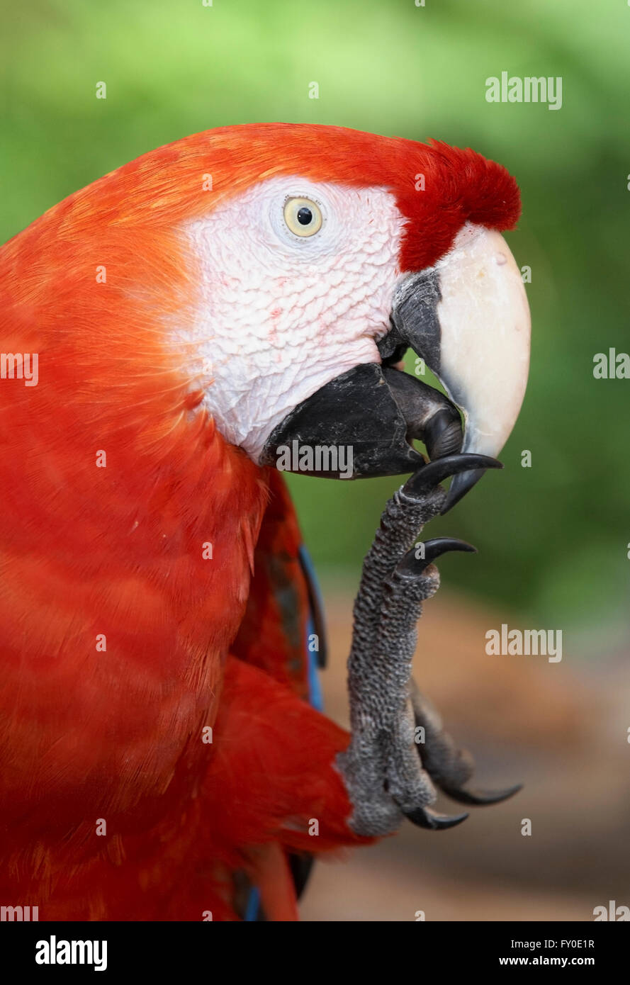 A cute red macaw parrot playing with its foot Stock Photo - Alamy