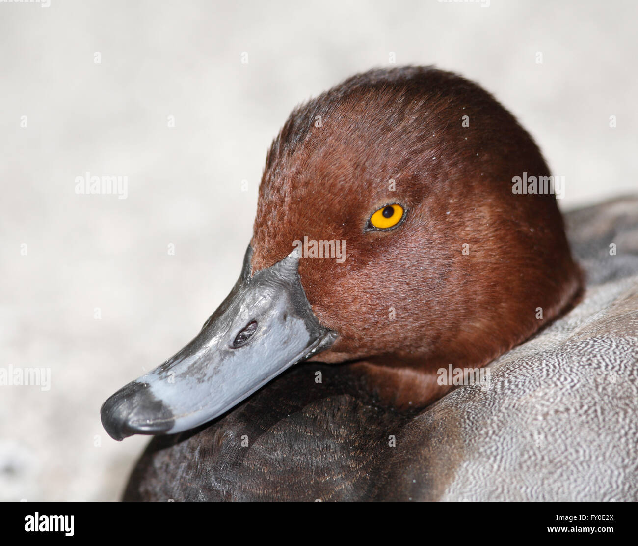 Telephoto closeup of a duck with beautiful yellow eyes Stock Photo - Alamy