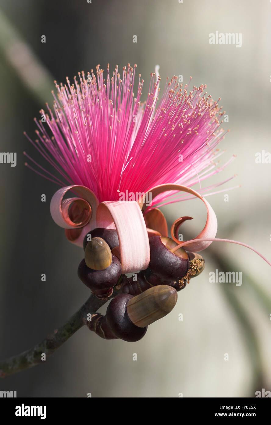 The silk floss tree (Ceiba speciosa, formerly Chorisia speciosa), is a ...