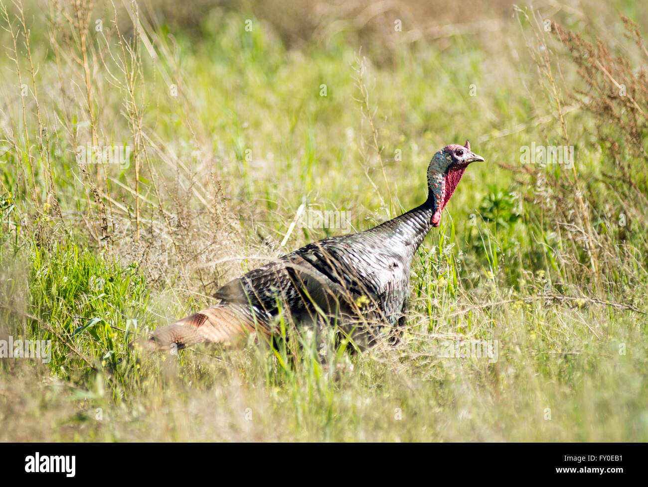 A male turkey separated from his hens looks for them in the brush Stock ...