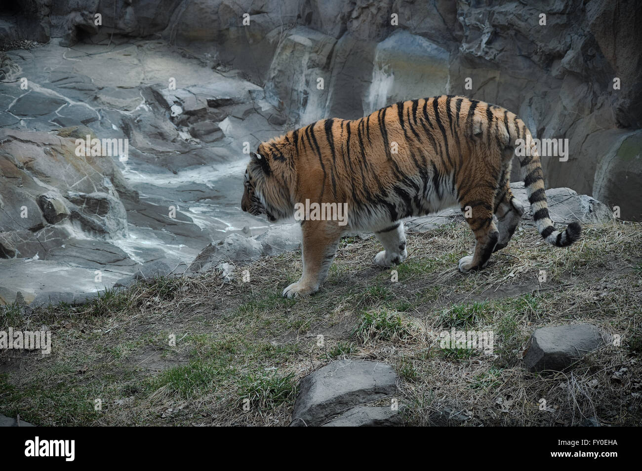 Adult male tiger hi-res stock photography and images - Alamy