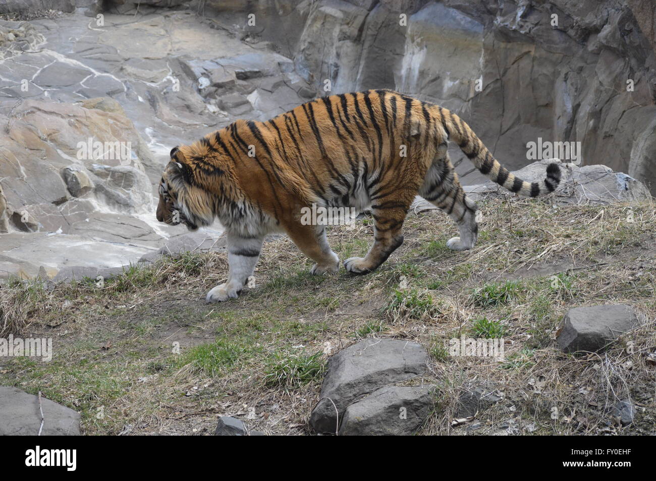 Adult male tiger hi-res stock photography and images - Alamy