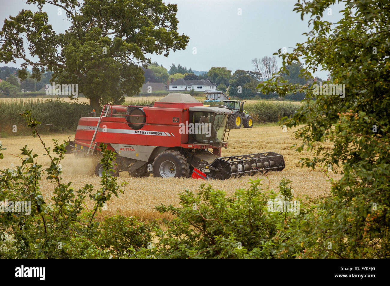 A combine harvests crops in the field beyond the garden hedge Stock ...