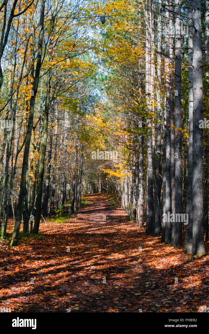 Dense leaf-covered foot path in forest shadows in autumn Stock Photo ...