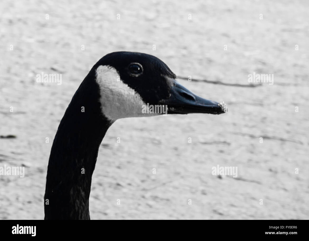 Black goose face hi-res stock photography and images - Alamy